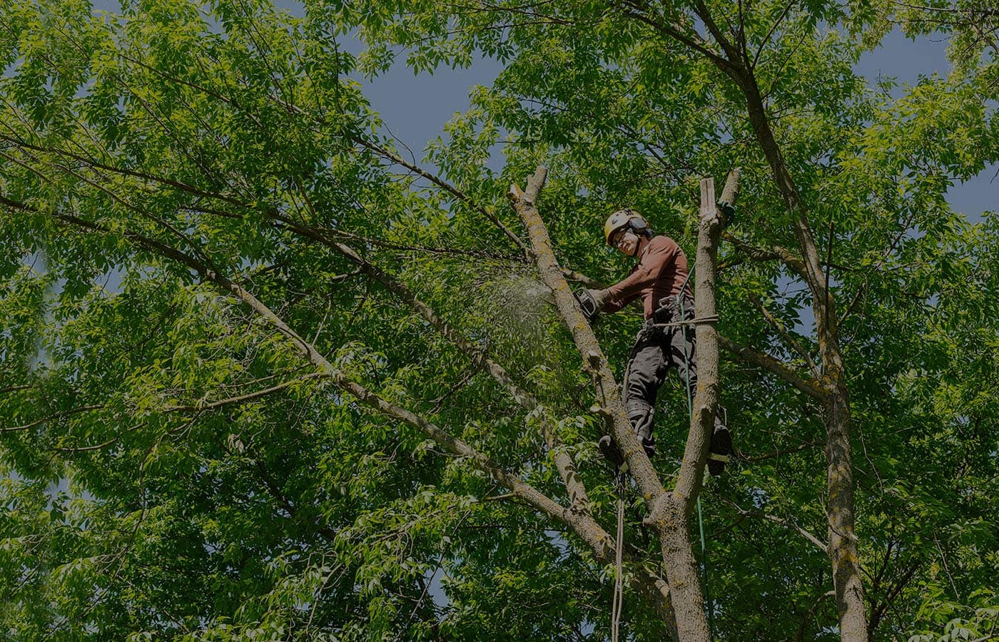 Highly Trusted Commercial and Private Tree Surgeons in Leicestershire ...